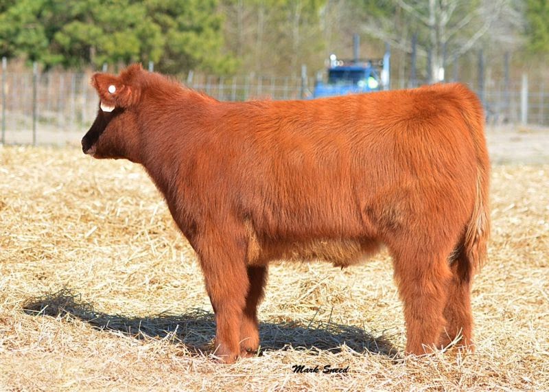 RCC Blog: Sullivan Show Cattle